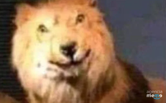 ¿Cómo dijo? Este es el origen del meme de moda del "león confundido ...