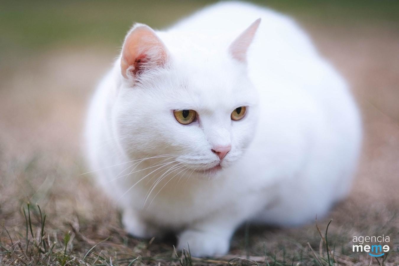 Otro gato blanco se hace viral pero esta vez por su pasión por la ...
