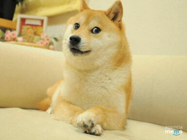 Chems, el perro-meme más famoso del planeta cumplió 10 años - Agencia Meme